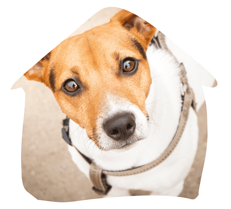 Welcome to Cardiff Dogs Home - Cardiff Dogs Home